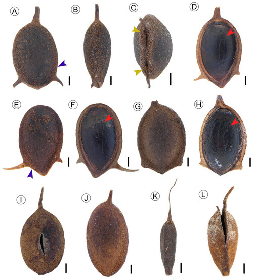 Fossil Fruits of Ceratophyllum from the Upper Eocene and Miocene of ...