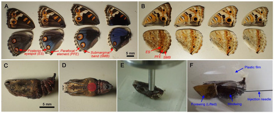 Butterfly Wing Color Pattern Modification Inducers May Act on Chitin in ...