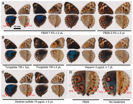 Butterfly Wing Color Pattern Modification Inducers May Act on Chitin in ...