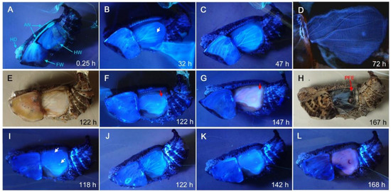 Butterfly Wing Color Pattern Modification Inducers May Act on Chitin in ...