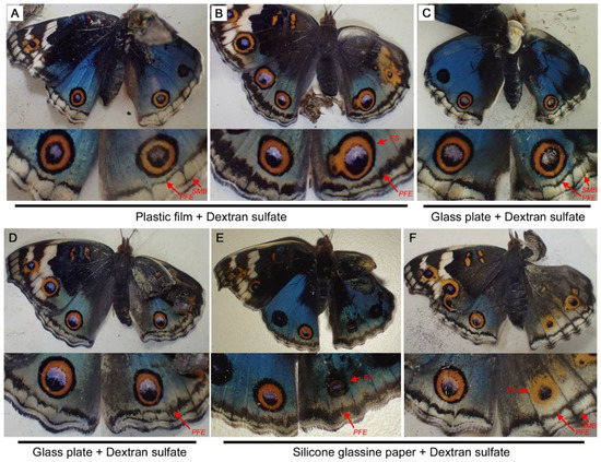 Butterfly Wing Color Pattern Modification Inducers May Act on Chitin in ...