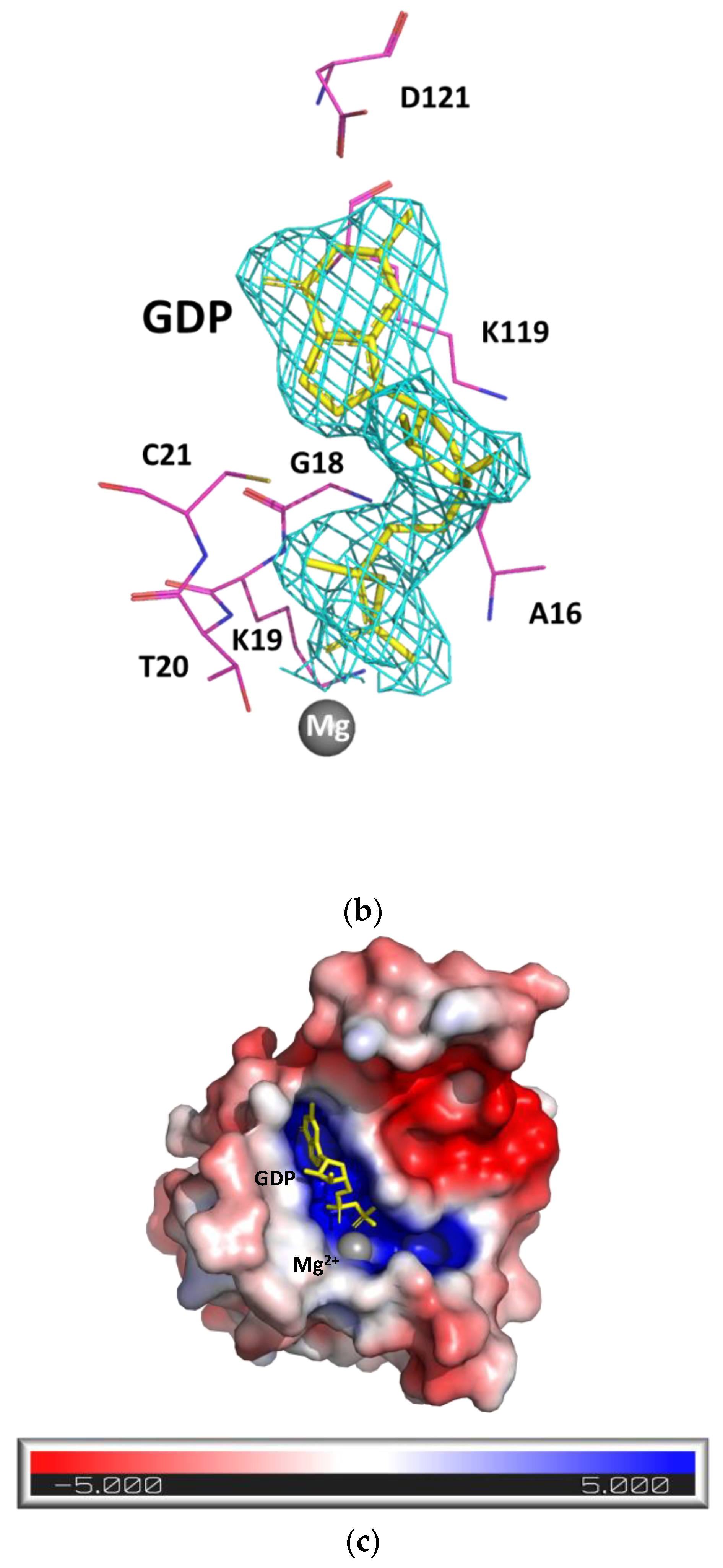 Crystal Structure of Schizosaccharomyces pombe Rho1 Reveals Its ...
