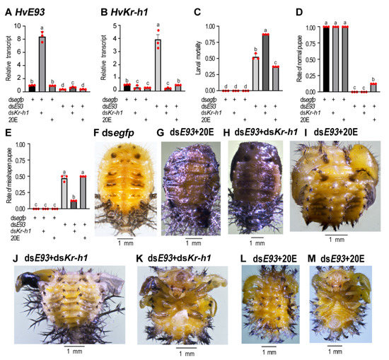 Knockdown of Ecdysone-Induced Protein 93F Causes Abnormal Pupae and ...