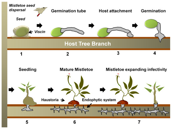 Mitigating the Mistletoe Menace: Biotechnological and Smart Management ...