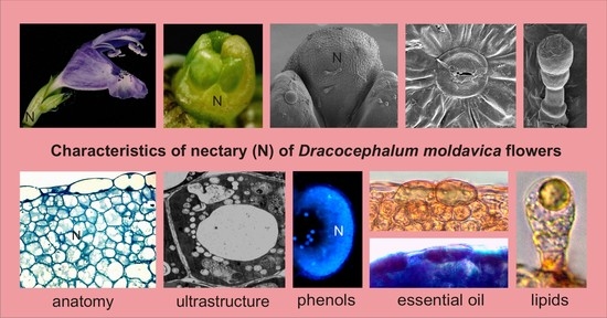 Biology | Free Full-Text | Does the Floral Nectary in Dracocephalum ...