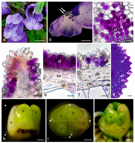 Does the Floral Nectary in Dracocephalum moldavica L. Produce Nectar ...