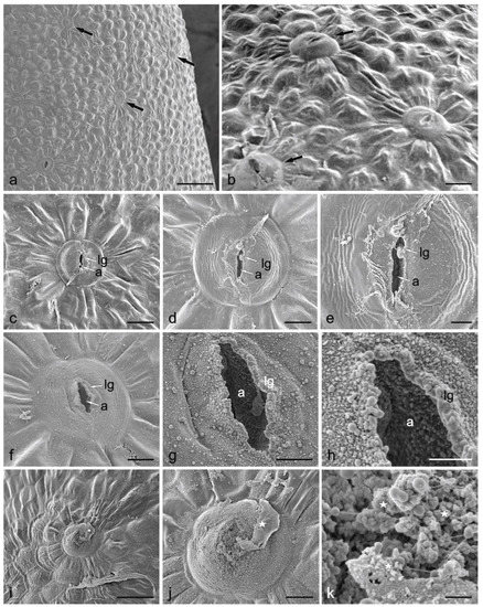 Does the Floral Nectary in Dracocephalum moldavica L. Produce Nectar ...