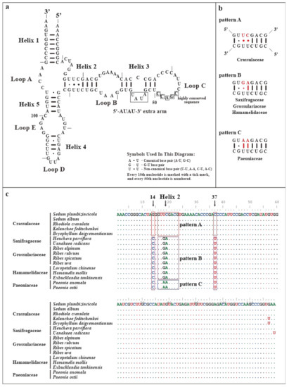 The Mitogenome of Sedum plumbizincicola (Crassulaceae): Insights into ...