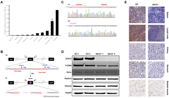 Stk10 Deficiency in Mice Promotes Tumor Growth by Dysregulating the ...