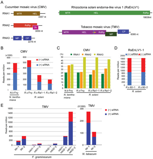 Similar Characteristics of siRNAs of Plant Viruses Which Replicate in ...