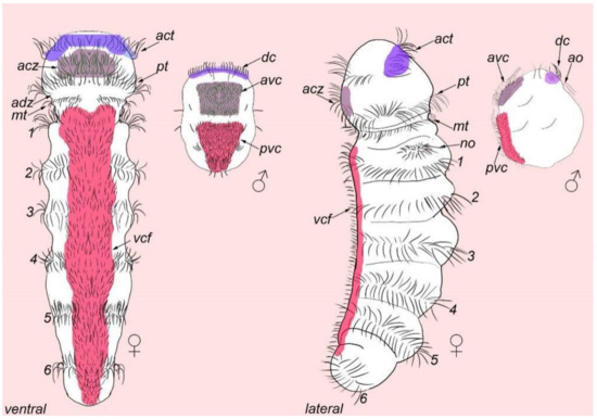 Dimorphilus gyrociliatus (Annelida: Dinophiliformia) Dwarf Male Nervous ...