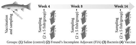 Flavobacterium psychrophilum: Response of Vaccinated Large Rainbow ...
