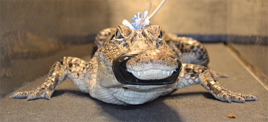 Biology | Free Full-Text | The Influence of Movement on the ...