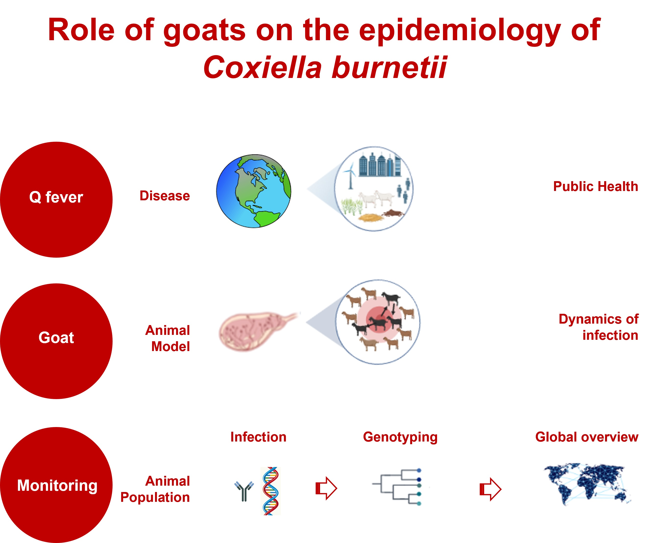 Biology | Free Full-Text | Role of Goats in the Epidemiology of ...