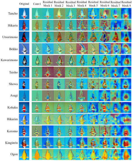 KRS-Net: A Classification Approach Based on Deep Learning for Koi with High Similarity