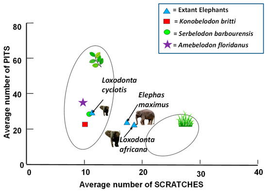 Dietary Habits and Tusk Usage of Shovel-Tusked Gomphotheres from ...