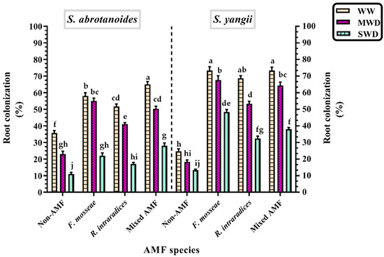 Mycorrhizal Colonization Modulates the Essential Oil Profile and ...