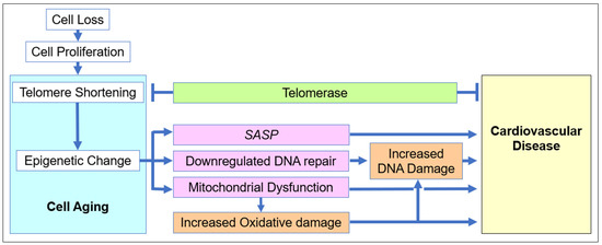 Biology | Free Full-Text | A Unified Model of Age-Related ...