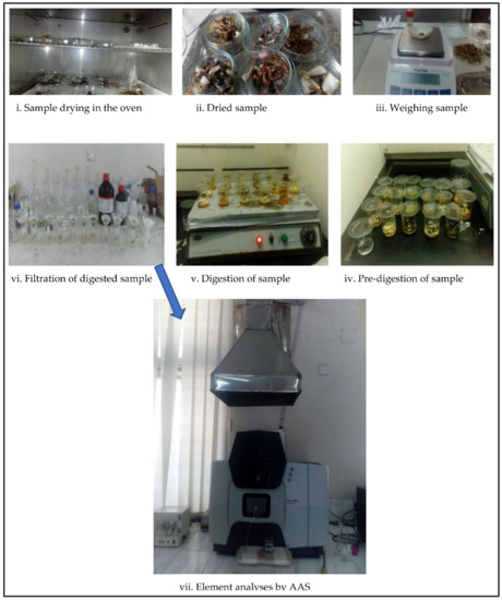 Heavy Metals in Four Marine Fish and Shrimp Species from a Subtropical ...