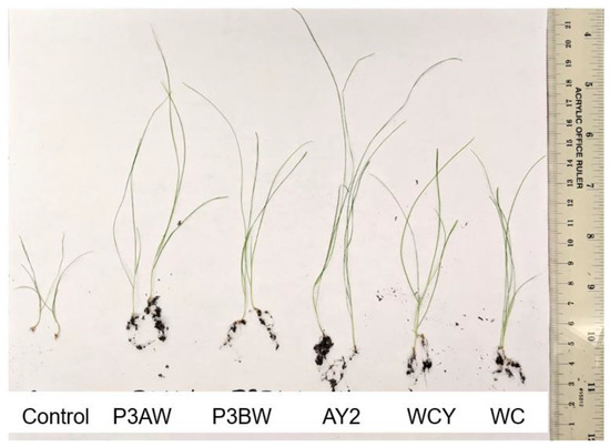 Endophytic Pseudomonas sp. from Agave palmeri Participate in the ...