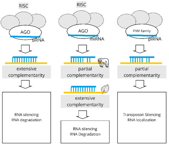 Small RNA Targets: Advances in Prediction Tools and High-Throughput ...