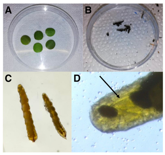 The Feeding Behaviour of Gall Midge Larvae and Its Implications for ...