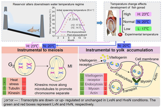 Transcriptomic Analysis on the Effects of Altered Water Temperature ...