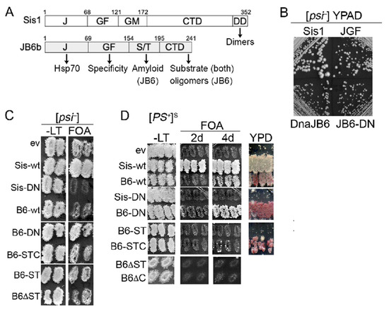 Human J-Domain Protein DnaJB6 Protects Yeast from [PSI+] Prion Toxicity