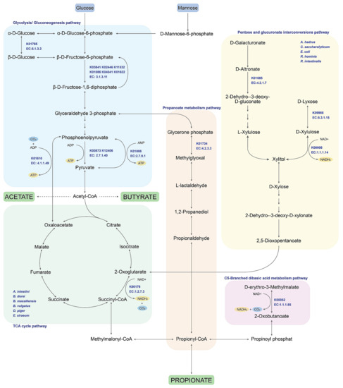 Analyzing Predominant Bacterial Species and Potential Short-Chain Fatty ...