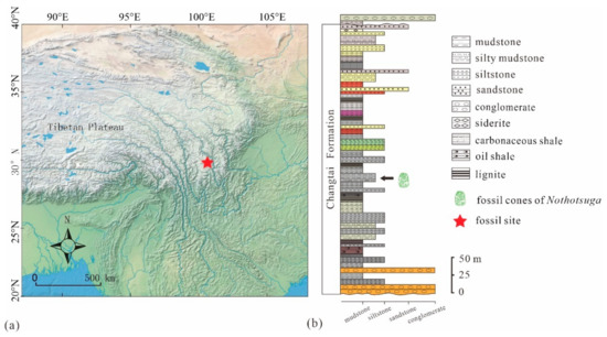 A New Fossil Species of Nothotsuga from the Mula Basin, Litang County ...