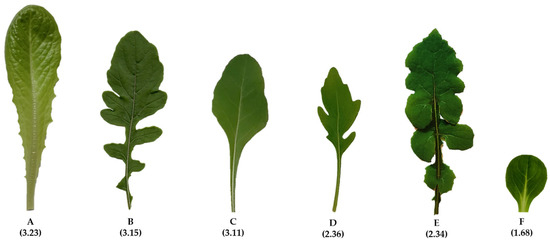 Foliar Roughness and Water Content Impact on Escherichia coli ...