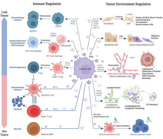 Extracellular Vesicles: New Classification and Tumor Immunosuppression
