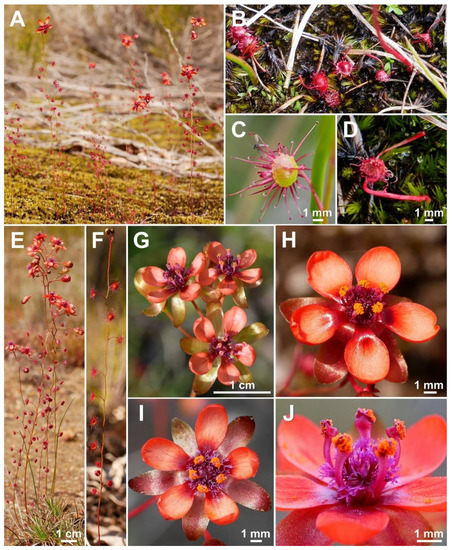 Small Leaves, Big Diversity: Citizen Science and Taxonomic Revision ...