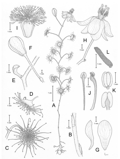 Small Leaves, Big Diversity: Citizen Science and Taxonomic Revision ...
