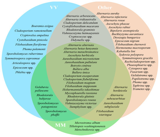 Epiphitic Microbiome of Alvarinho Wine Grapes from Different Geographic ...