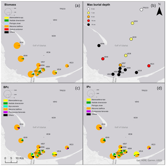 Role of Macrofaunal Communities in the Vistula River Plume, the Baltic ...