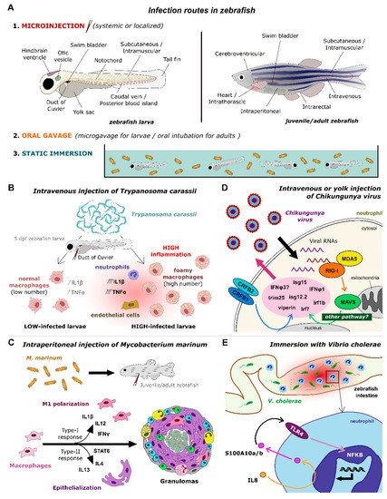 Molecular Actors of Inflammation and Their Signaling Pathways ...
