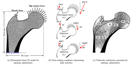 Quantitative Load Dependency Analysis of Local Trabecular Bone Microstructure to Understand the ...