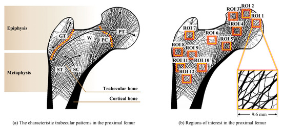 Quantitative Load Dependency Analysis of Local Trabecular Bone Microstructure to Understand the ...