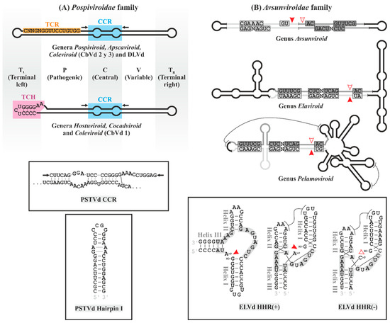 Viroids: Non-Coding Circular RNAs Able to Autonomously Replicate and ...