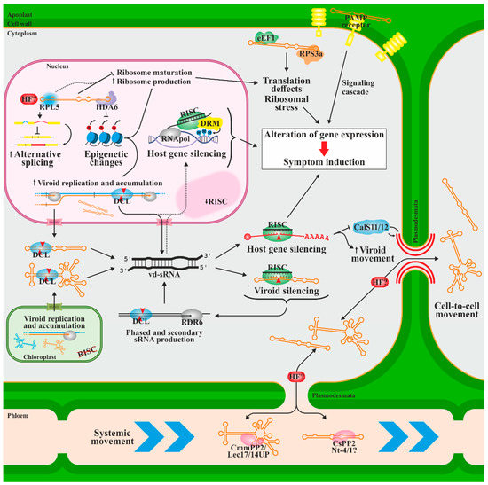 Biology | Free Full-Text | Viroids: Non-Coding Circular RNAs Able to Autonomously Replicate and ...