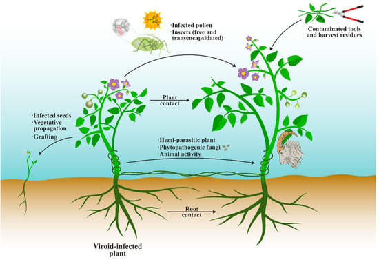 Viroids: Non-Coding Circular RNAs Able to Autonomously Replicate and ...