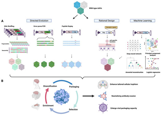 AAV Engineering for Improving Tropism to the Central Nervous System