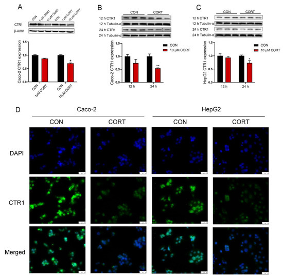 Chronic Corticosterone Exposure Suppresses Copper Transport through GR ...