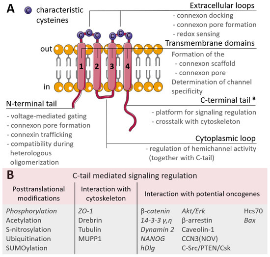 The Multifaceted Role of Connexins in Tumor Microenvironment Initiation ...