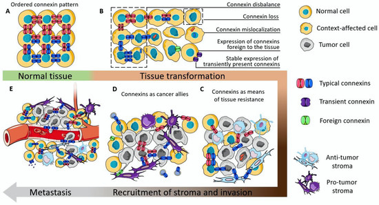 The Multifaceted Role of Connexins in Tumor Microenvironment Initiation ...