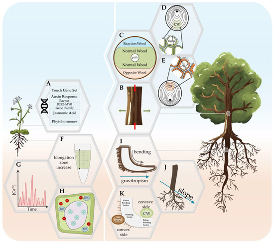 The Course of Mechanical Stress: Types, Perception, and Plant Response