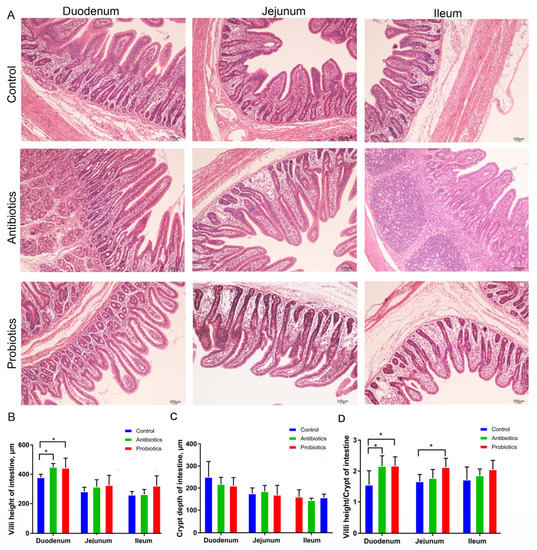 Dietary Supplementation with Probiotic Bacillus licheniformis S6 ...
