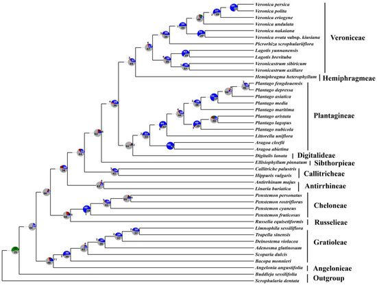 Plastid Phylogenomic Insights into the Inter-Tribal Relationships of Plantaginaceae
