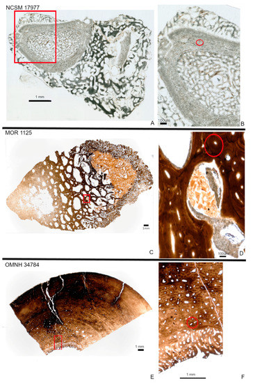 Biology | Free Full-Text | Independent Evidence for the Preservation of ...